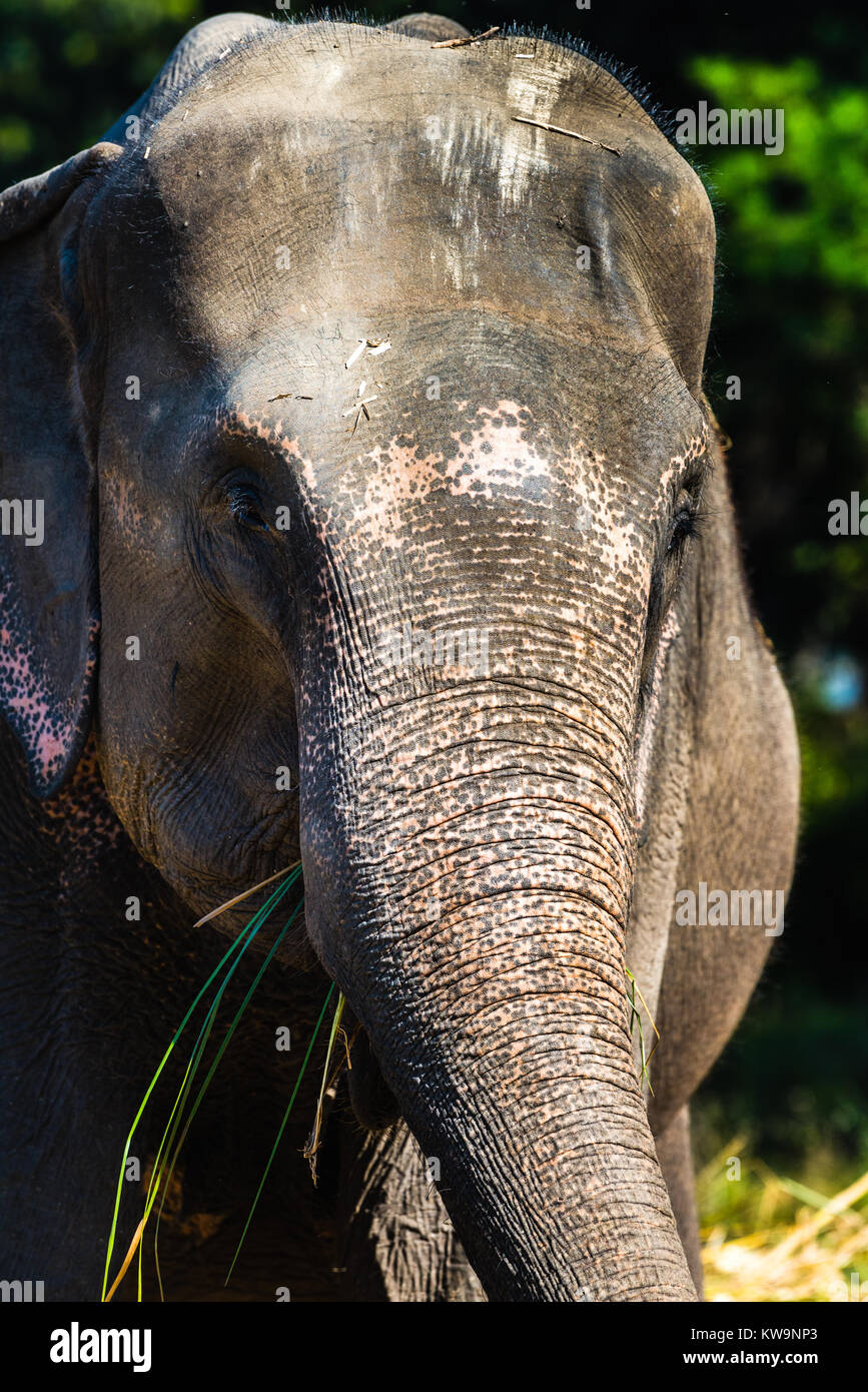 Indian Domestic Elephants at Jim Corbett National Park Stock Photo - Alamy