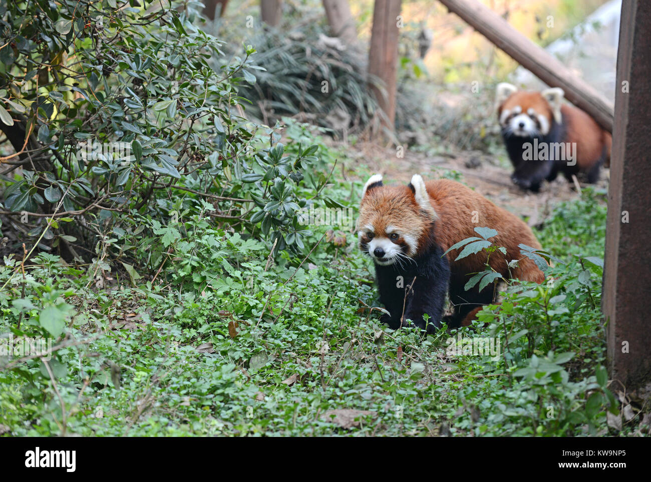 Red Panda or Lesser Panda near Chengdu, Sichuan Province, China Stock ...