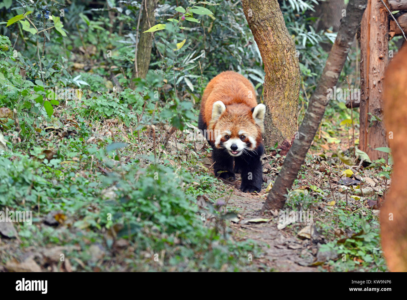 Panda Tree Mountains High Resolution Stock Photography and Images - Alamy