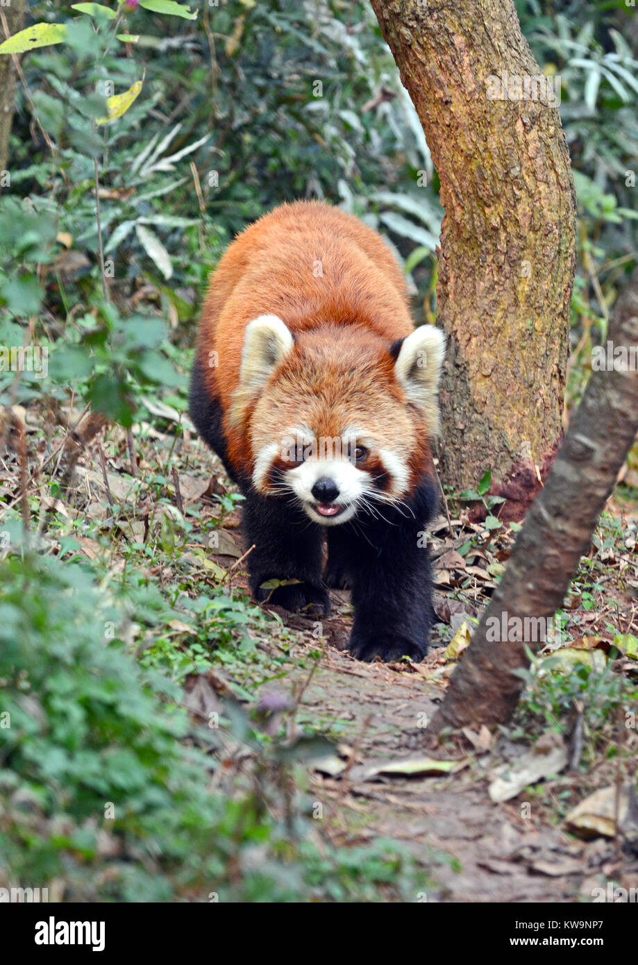 Red Panda Tail High Resolution Stock Photography and Images - Alamy