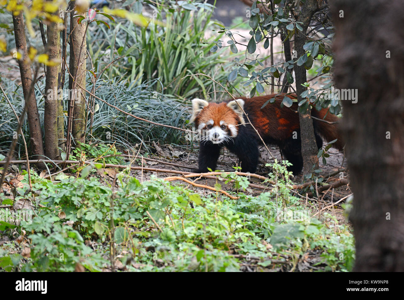 Red Panda or Lesser Panda near Chengdu, Sichuan Province, China Stock ...