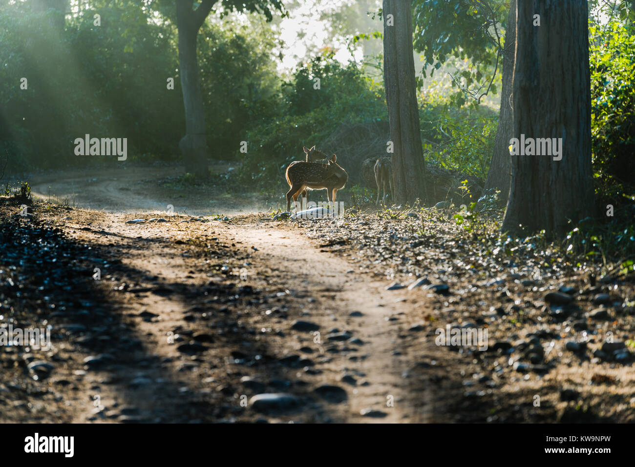 Spotted deer sun basking in morning mist at Jim Corbett National Park ...