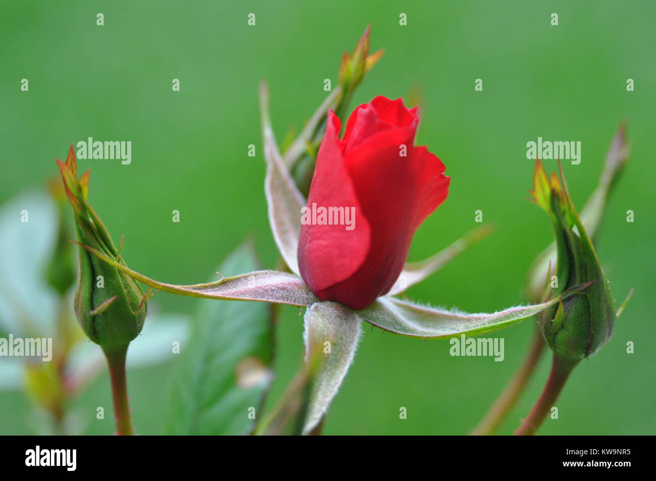 Charisma rose hi-res stock photography and images - Alamy