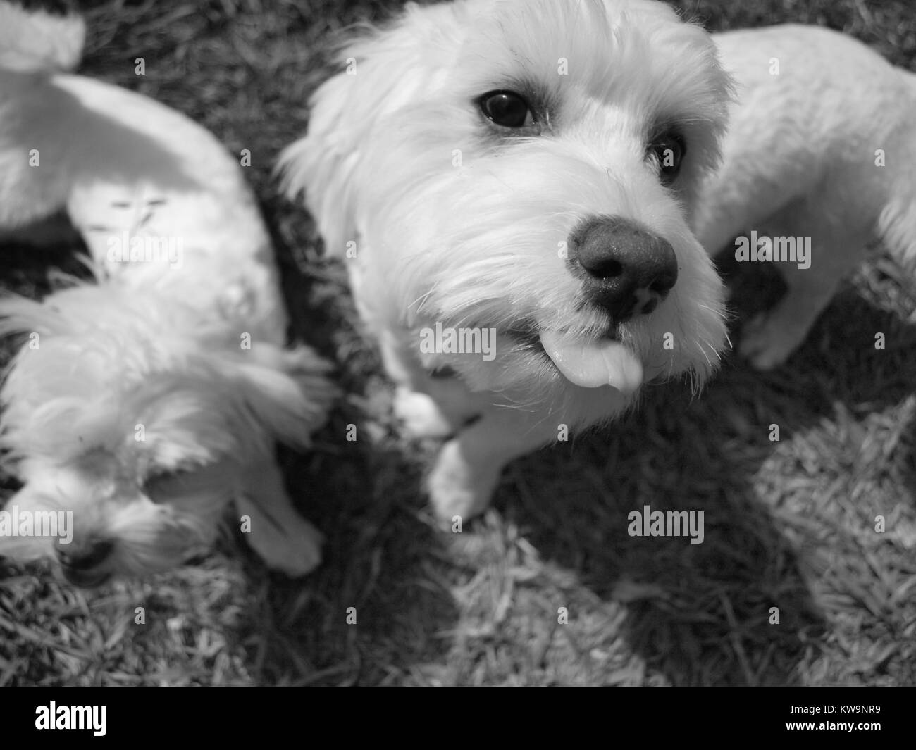 Taunting puppy and sister Stock Photo - Alamy