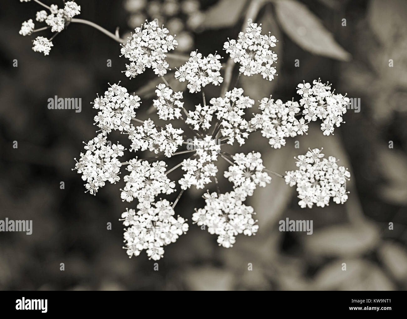 White flowers in platinum Stock Photo - Alamy