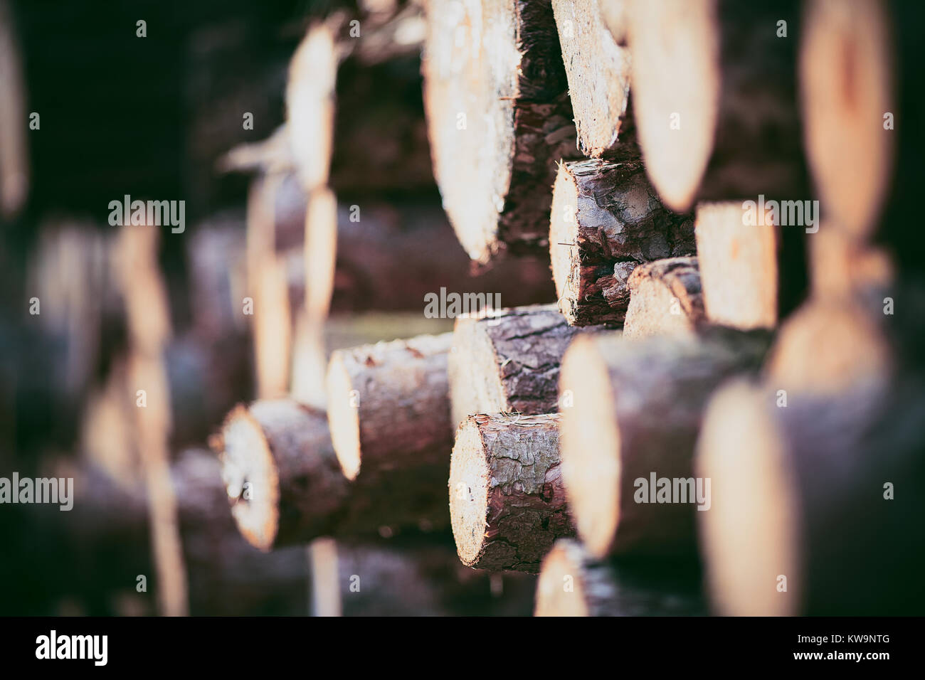 Stack of logs Stock Photo - Alamy