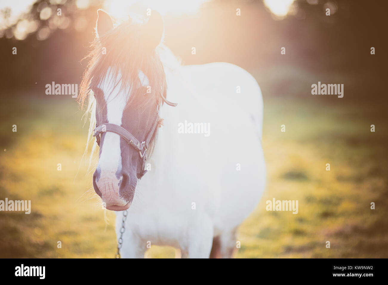Golden Hour Pony Stock Photo - Alamy