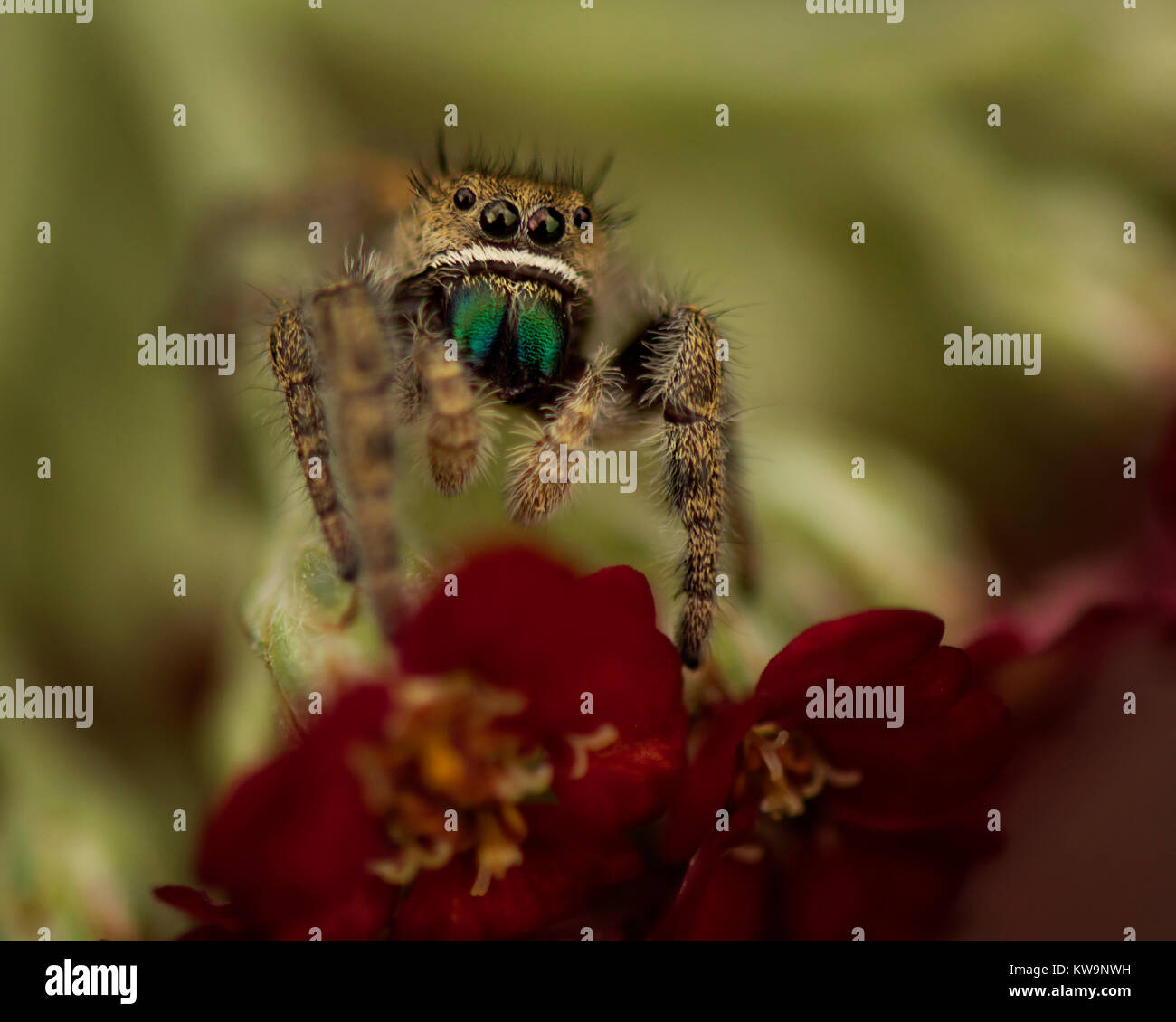 Macro tiny hi-res stock photography and images - Alamy
