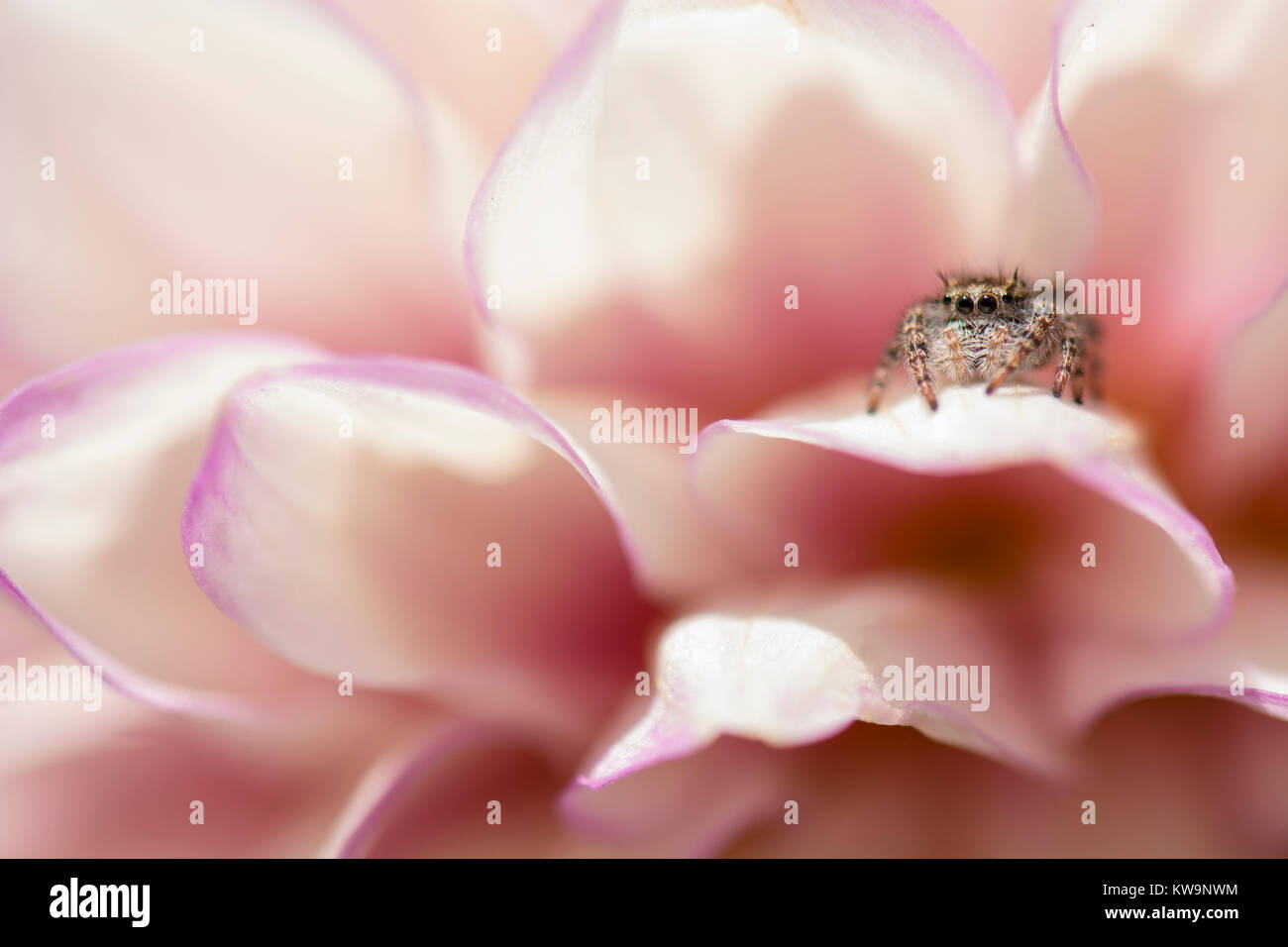 Macro tiny hi-res stock photography and images - Alamy