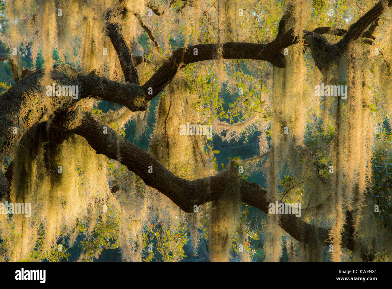 Epiphytes, or Air plants, Spanish moss growing in Live Oak ,Callawassie ...