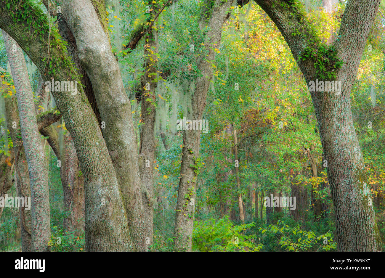 Live Oak trees with epiphytes, Resurrection fern and Spanish moss, S ...