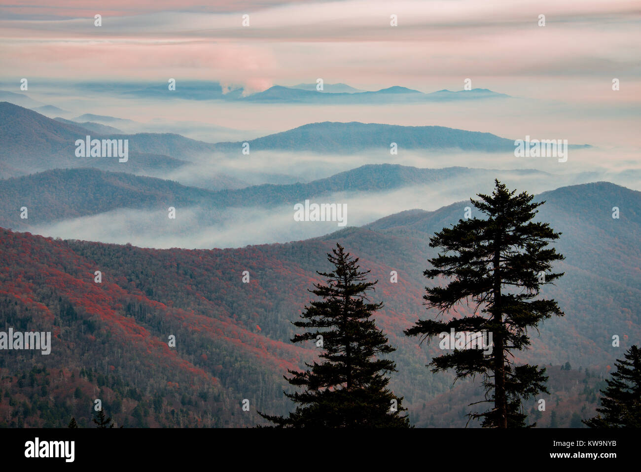 Red spruce trees hi-res stock photography and images - Alamy