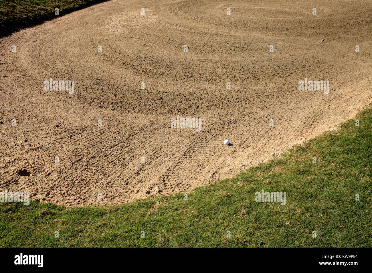 Golf ball and a sand trap on Lush green grass on a golf course Stock ...