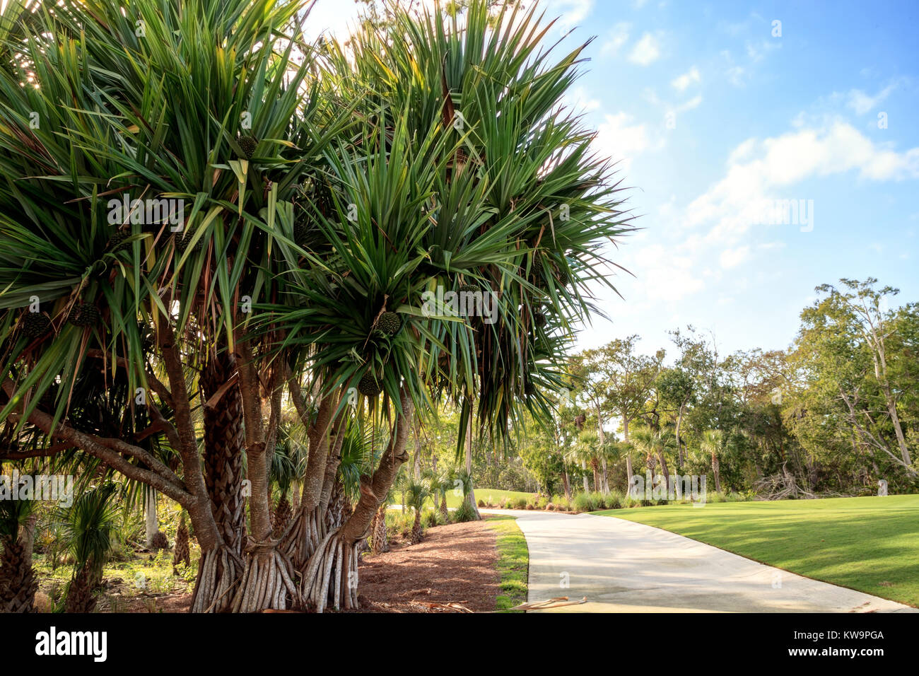 Fruit grows on a screwpine tree Pandanus utilis in Southern Florida but ...