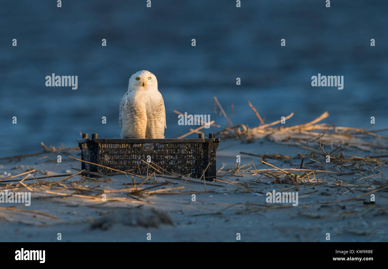 Snowy Owl on the Beach Stock Photo - Alamy
