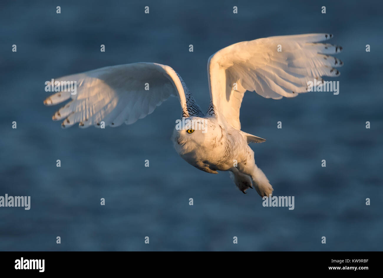 Snowy Owl on the Beach Stock Photo - Alamy