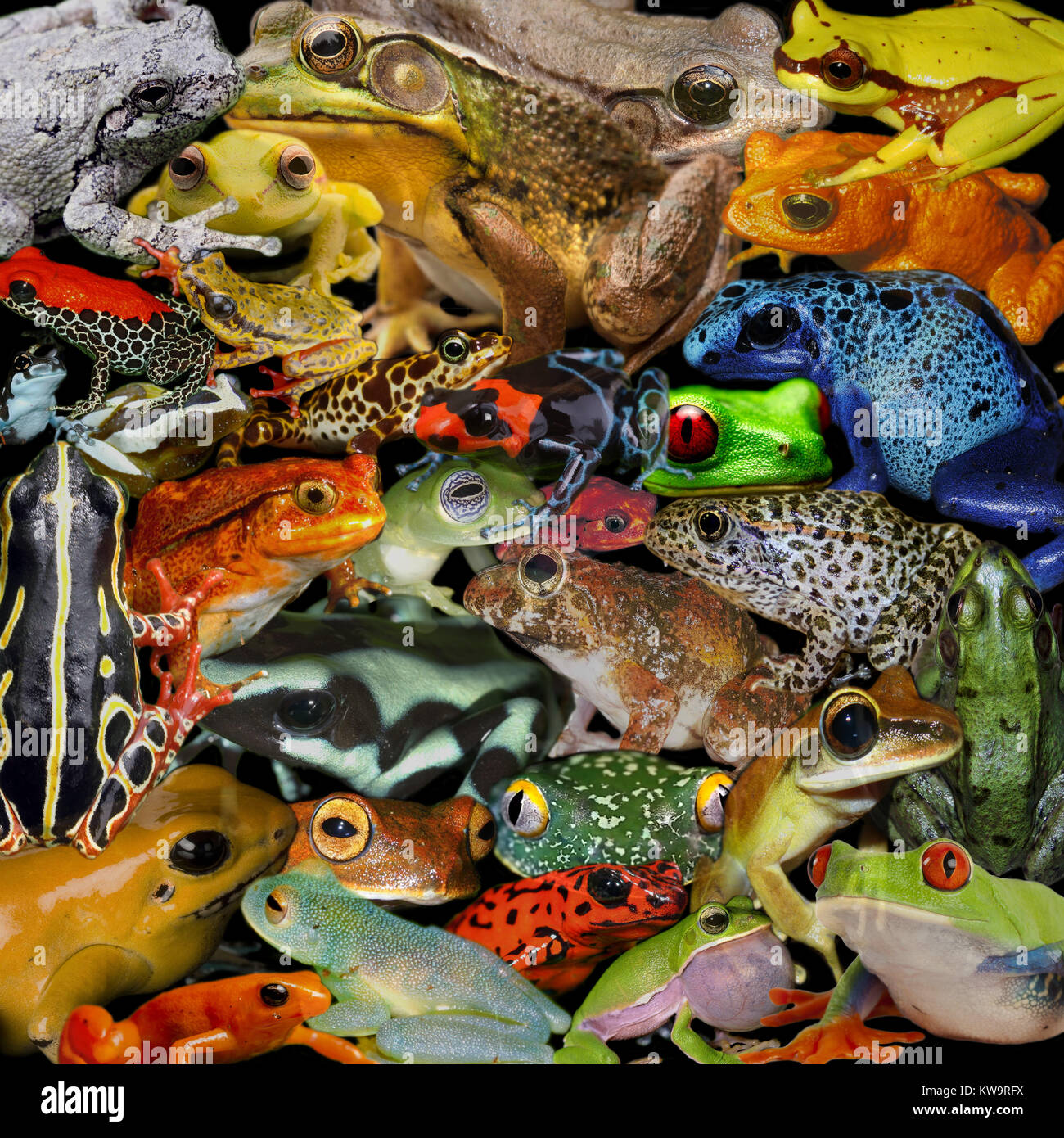 Frog mosaic hi-res stock photography and images - Alamy