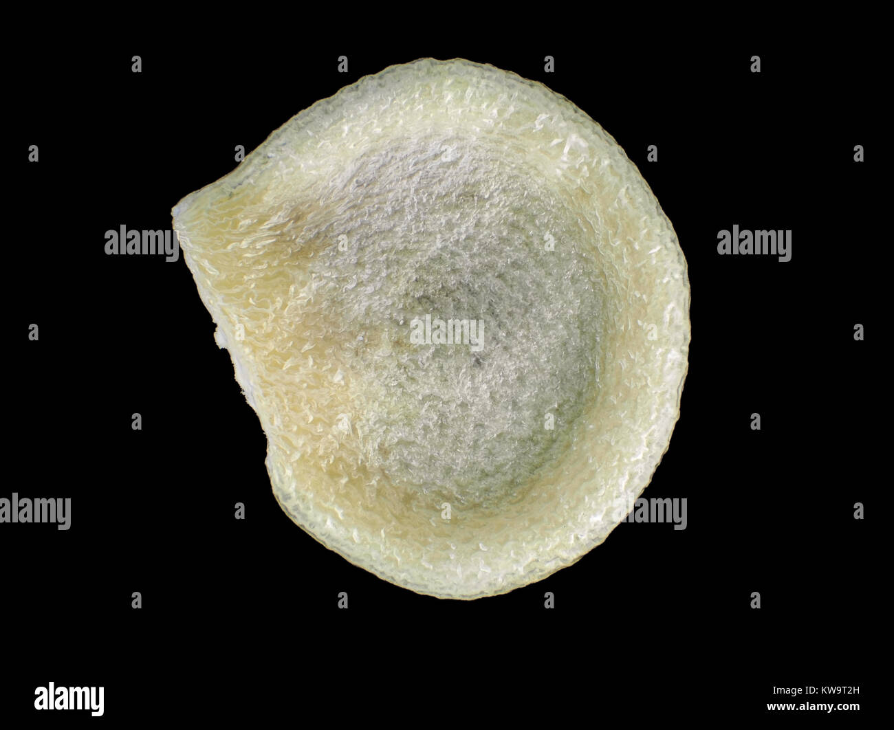 Bell plant macro hi-res stock photography and images - Alamy