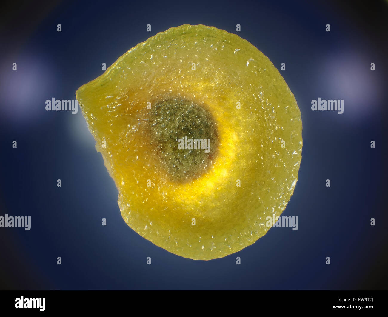 Bell pepper seeds macro close hi-res stock photography and images - Alamy