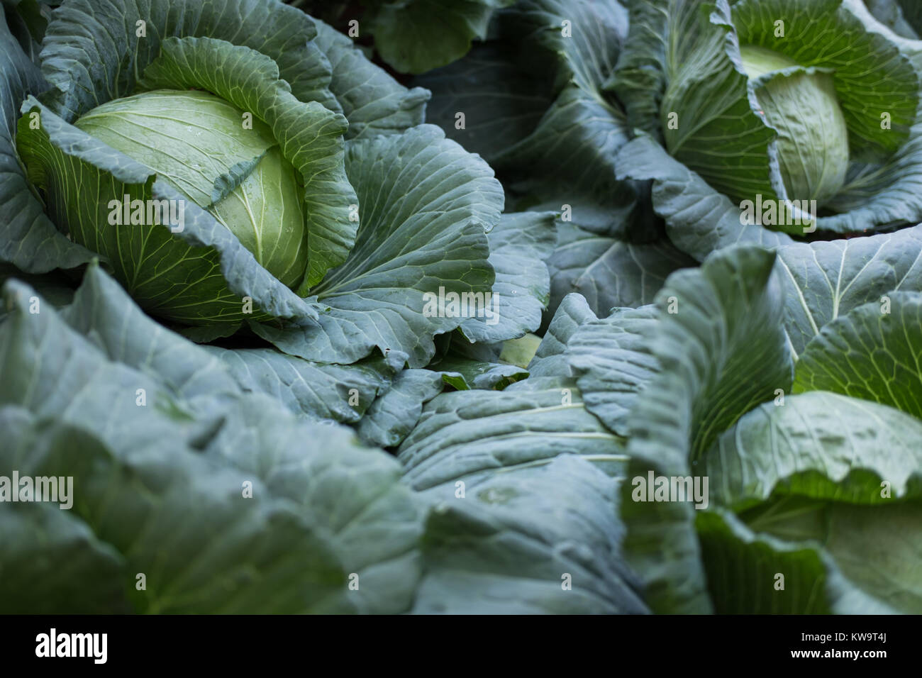 juicy fresh sweet cabbage growing in vegetable garden Stock Photo - Alamy