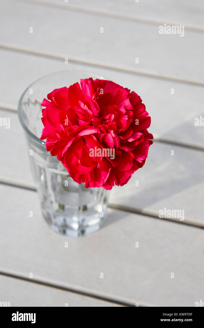 Carnation white water hi-res stock photography and images - Alamy