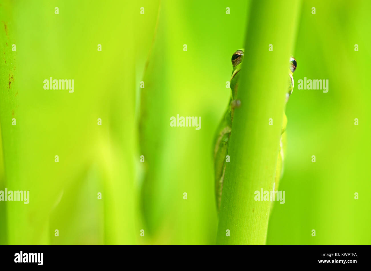 Eastern dwarf tree frog (Litoria fallax), St Ives, Sydney, New South ...