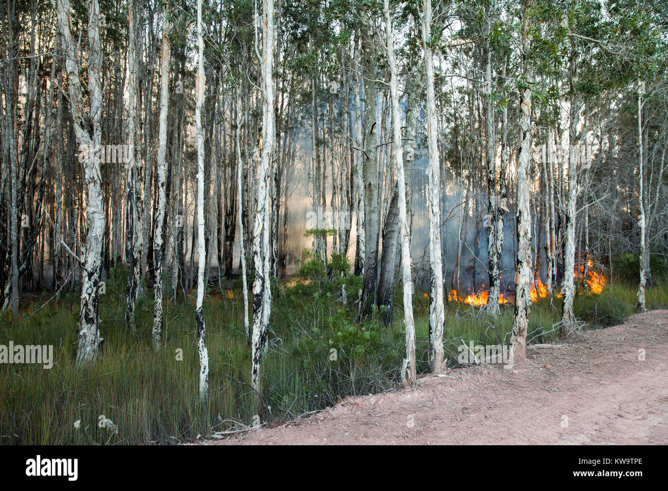Australia back burning hi-res stock photography and images - Alamy