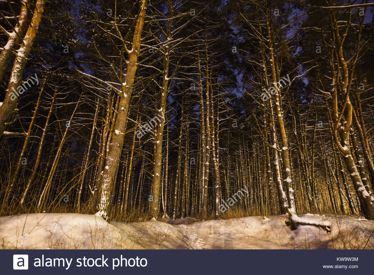 Pine Trees Forest Snow Night Stock Photos & Pine Trees Forest Snow ...