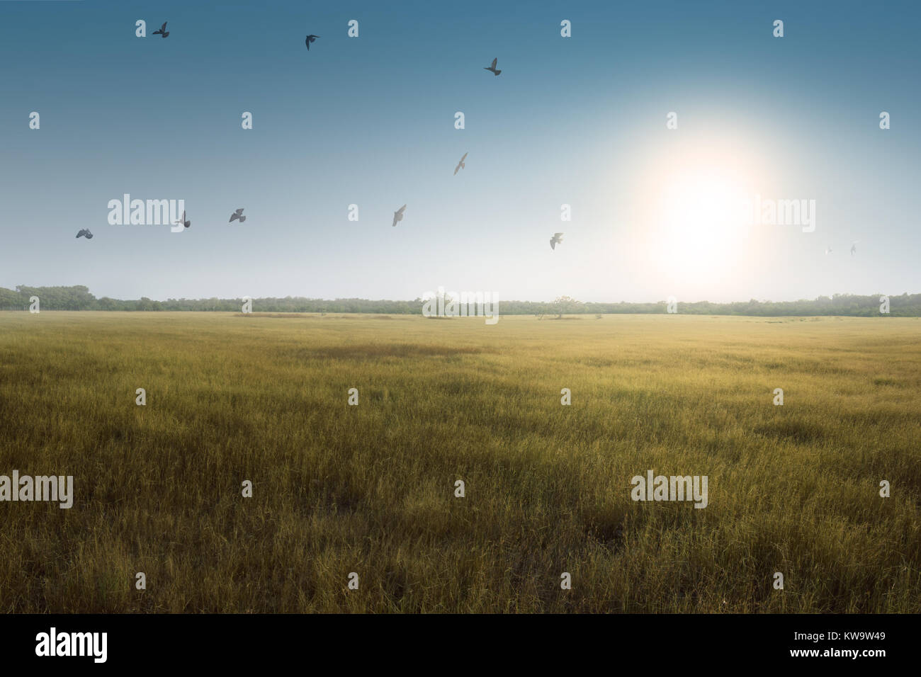 Flying birds above green grass field with sunshine background Stock ...