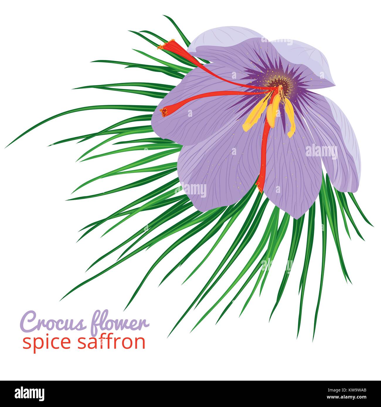 Saffron flower Stock Vector Images - Alamy