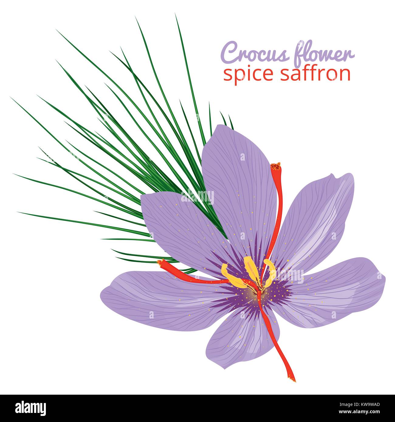 Saffron flower Stock Vector Images - Alamy