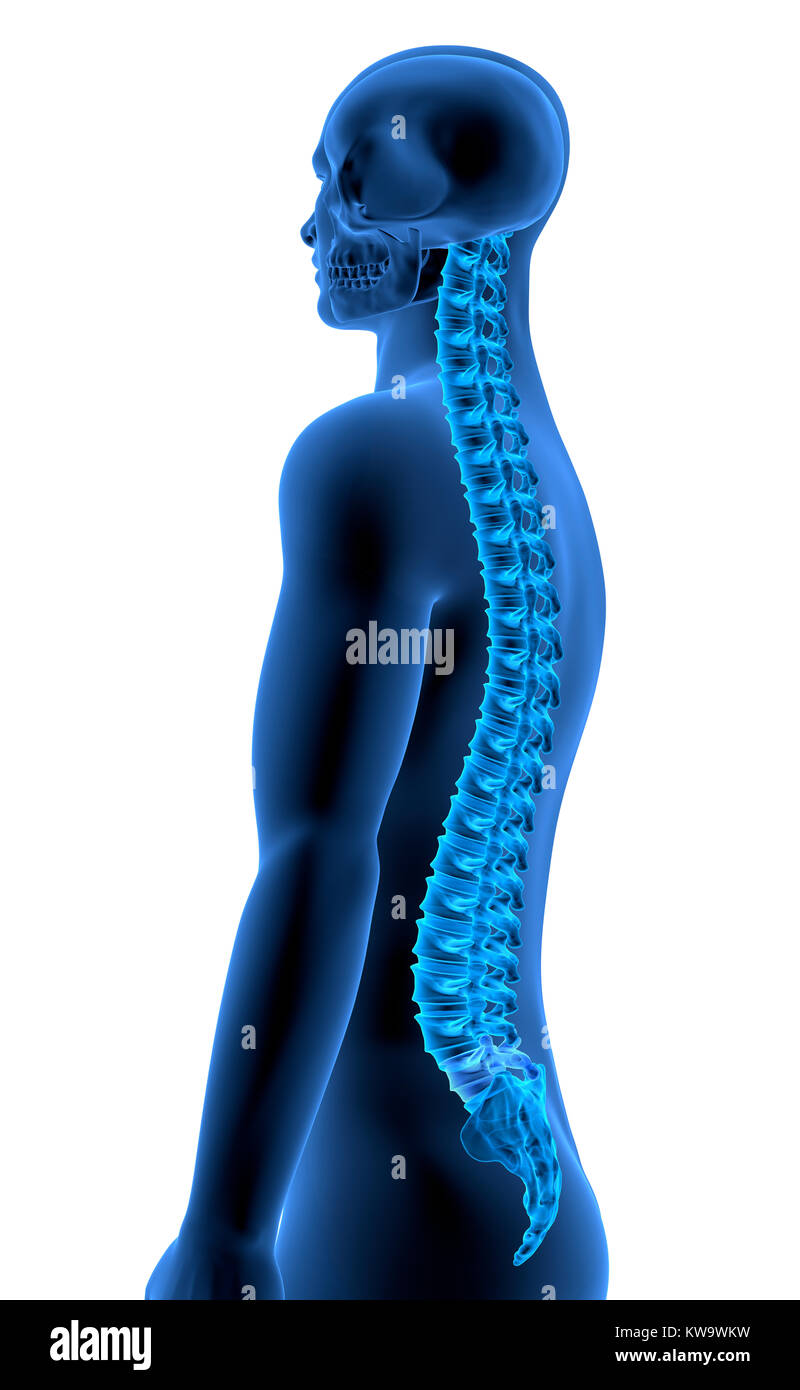Anatomy human skull side view hi-res stock photography and images - Alamy
