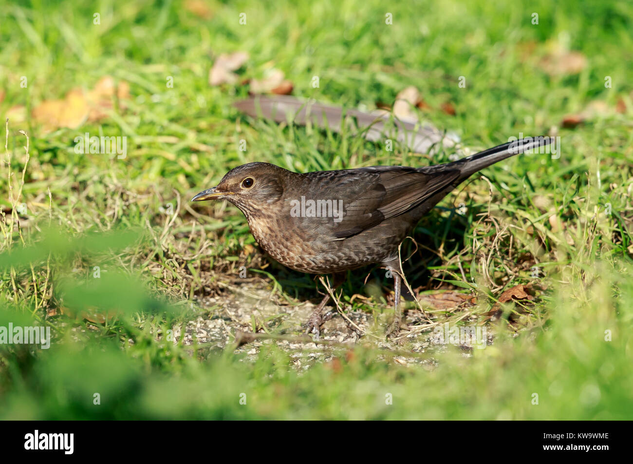 True thrush hi-res stock photography and images - Alamy