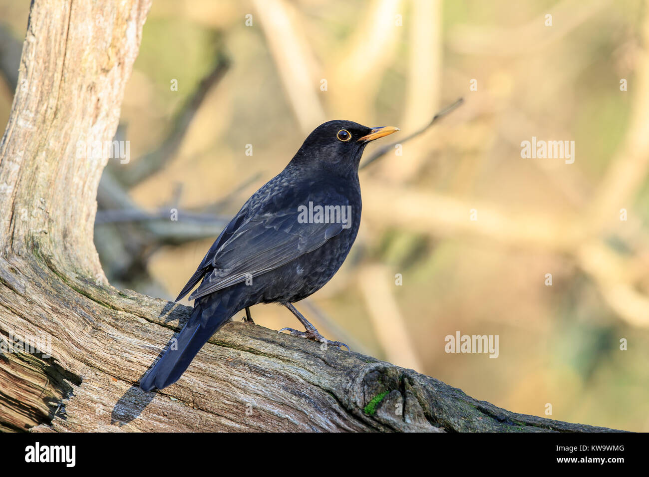 True thrush hi-res stock photography and images - Alamy