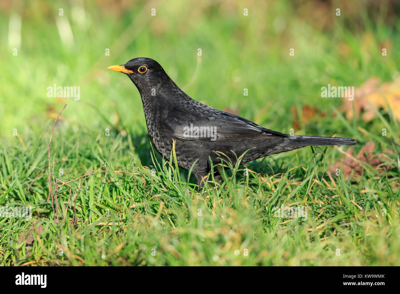 Thrush species uk hi-res stock photography and images - Alamy