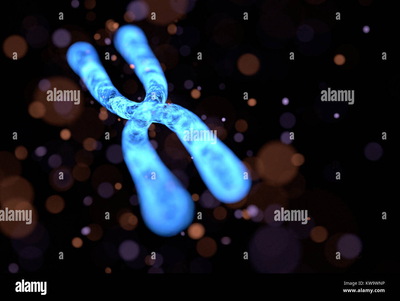 Chromosome hi-res stock photography and images - Alamy