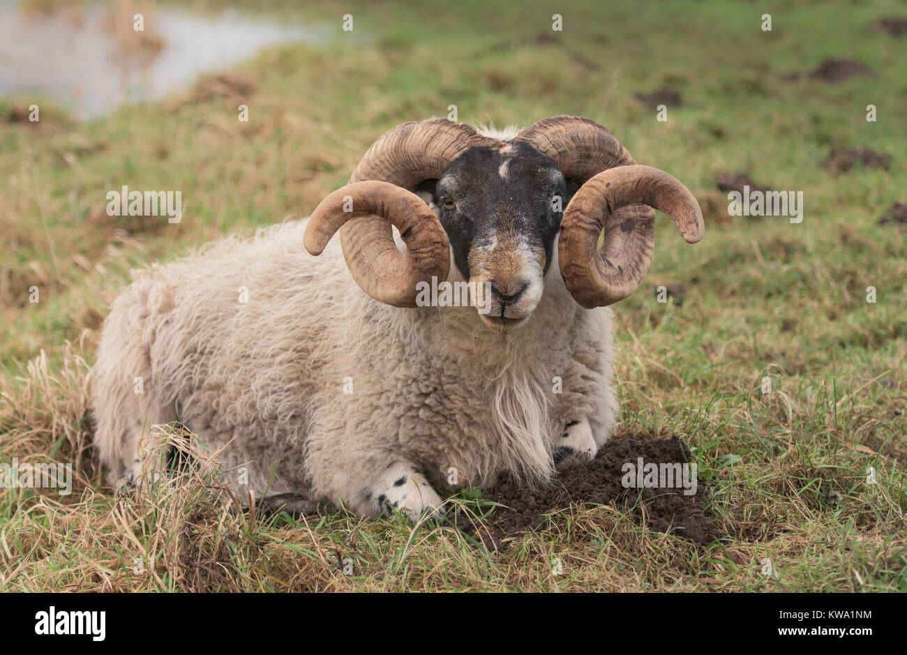 Ram Face Stock Photos & Ram Face Stock Images - Alamy