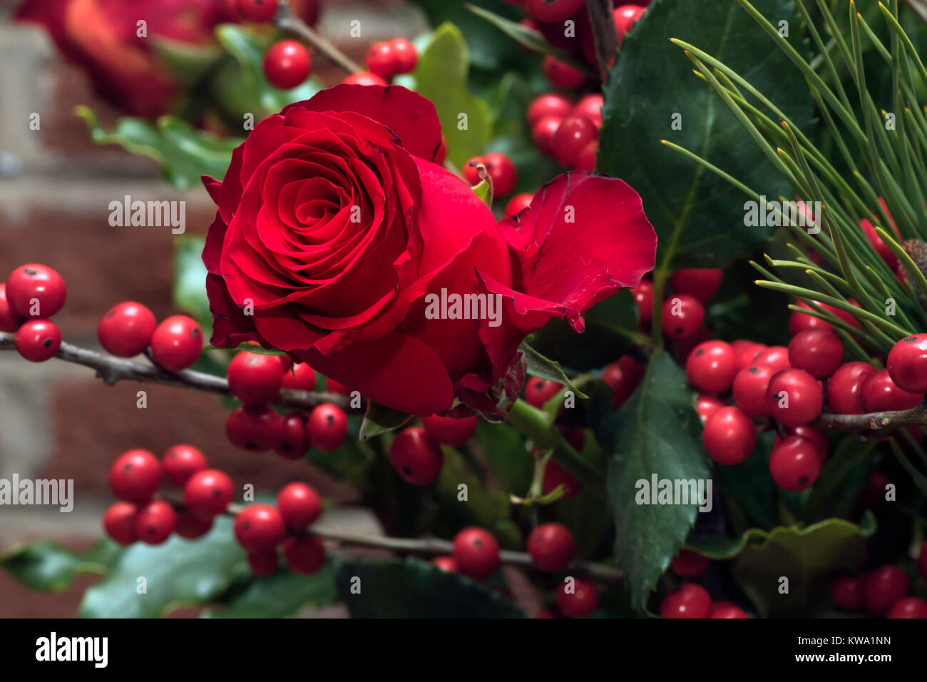 Red Rose and berries used in the creation of a Christmas decoration ...