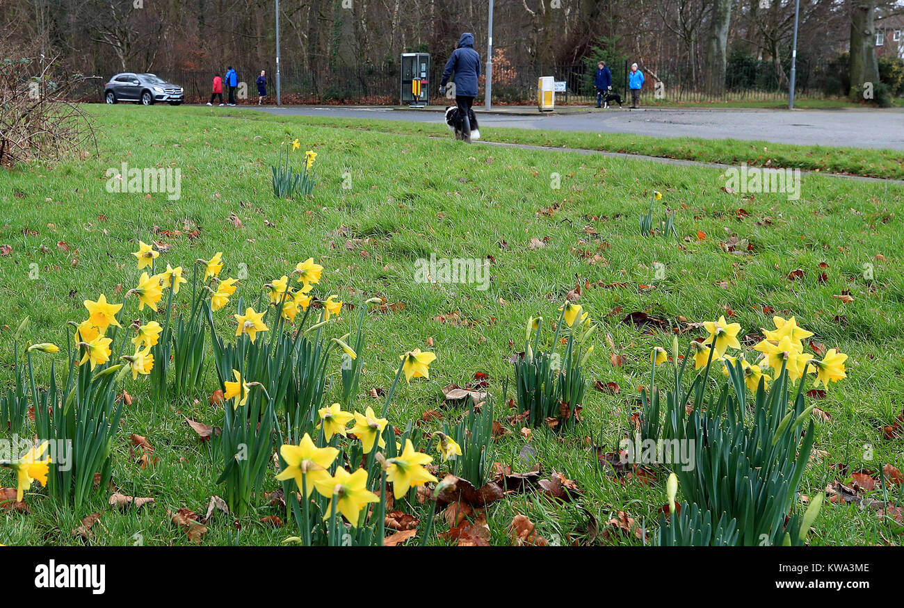 A collection of daffodils have started to bloom near a wood in Woolton ...
