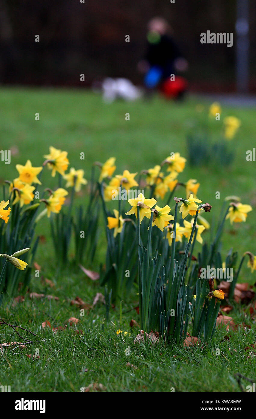 A collection of daffodils have started to bloom near a wood in Woolton ...