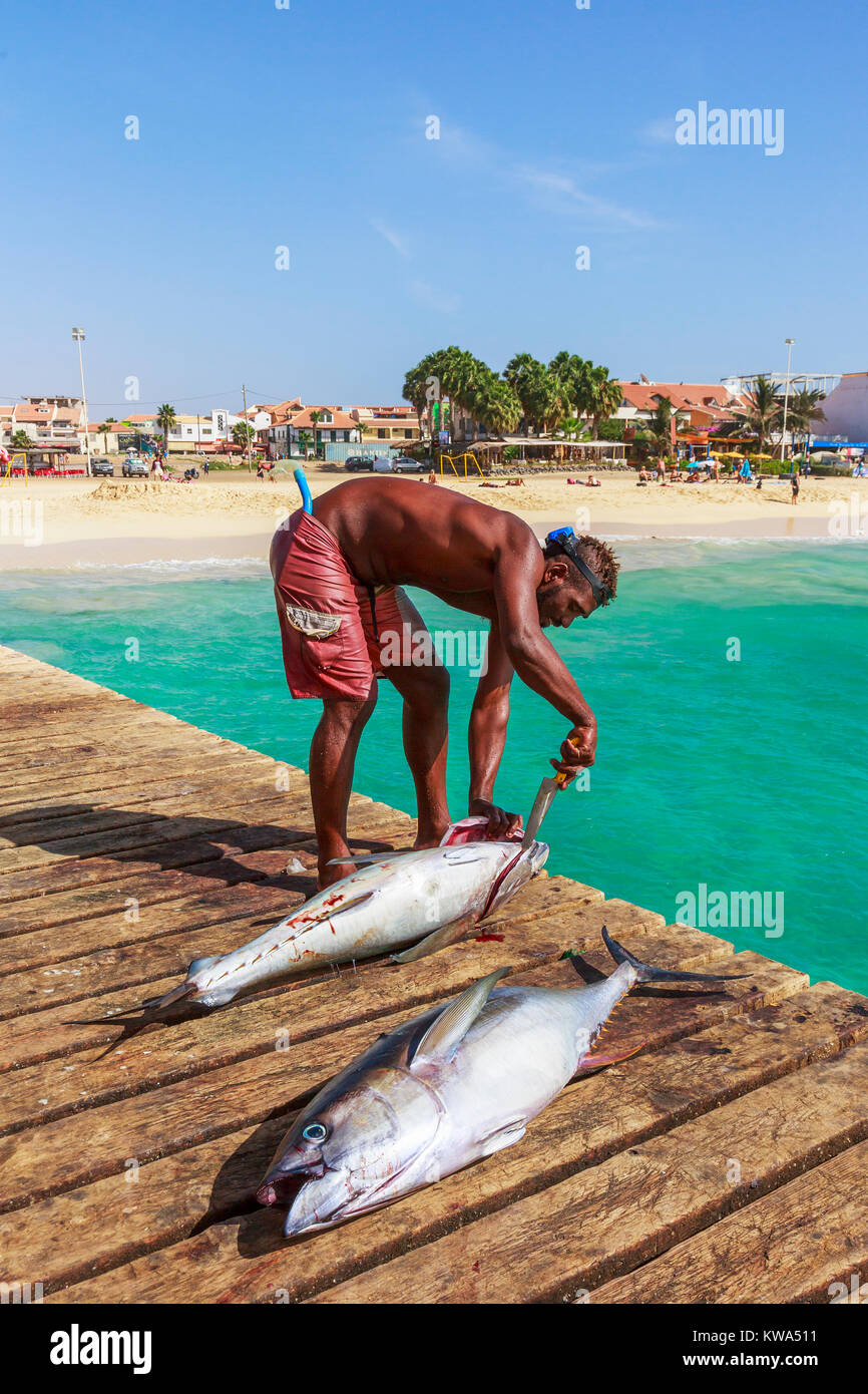 Local man gutting a freshly caught tuna fish on the pier at Santa Maria ...