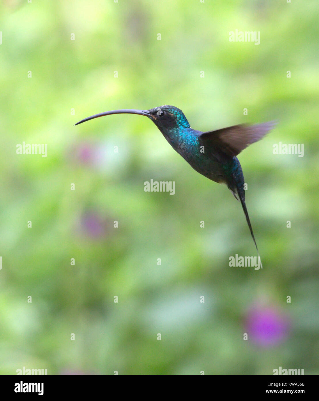 Male Green Hermit Hummingbird in flight Stock Photo - Alamy