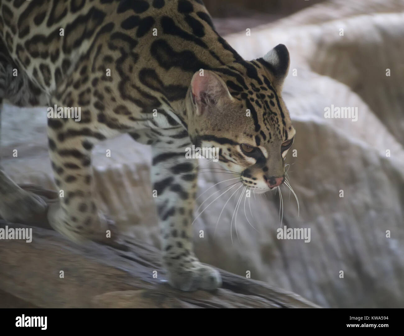 Margay hi-res stock photography and images - Alamy