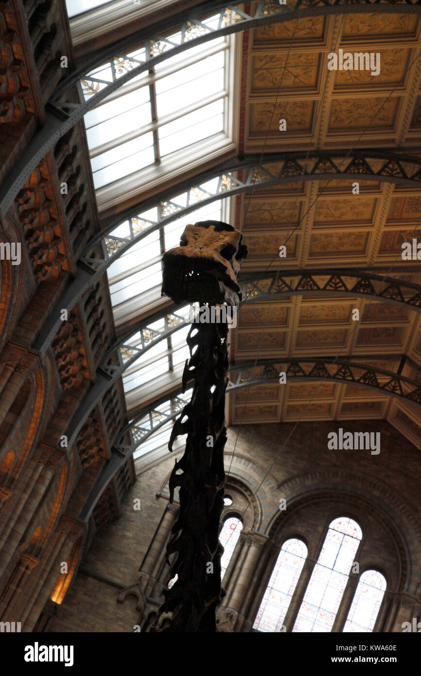 National museum natural history skull hi-res stock photography and ...