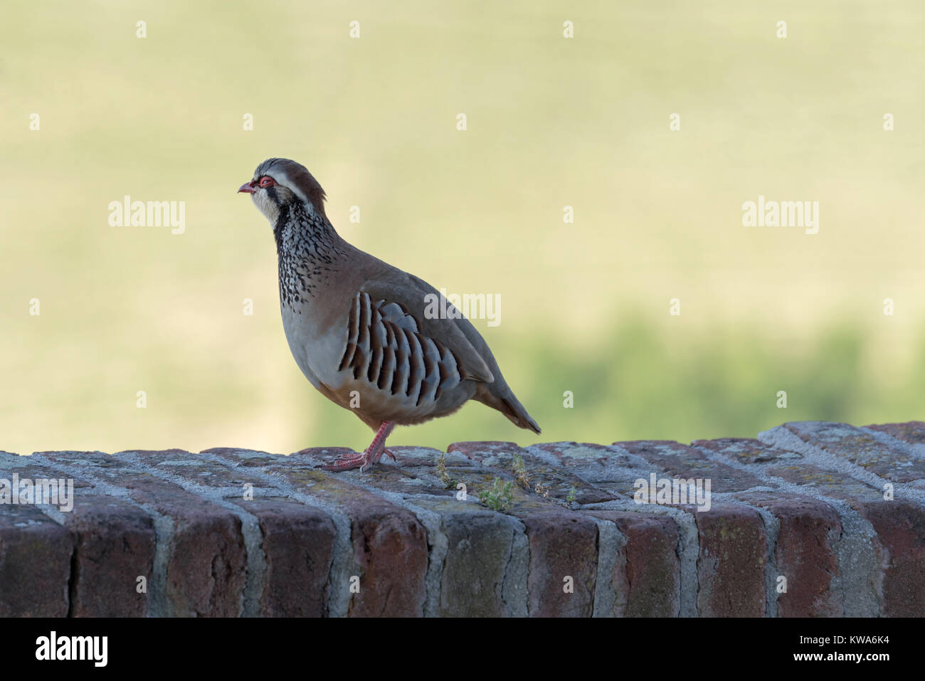 Red-legged partridge pheasant on the wall Stock Photo - Alamy