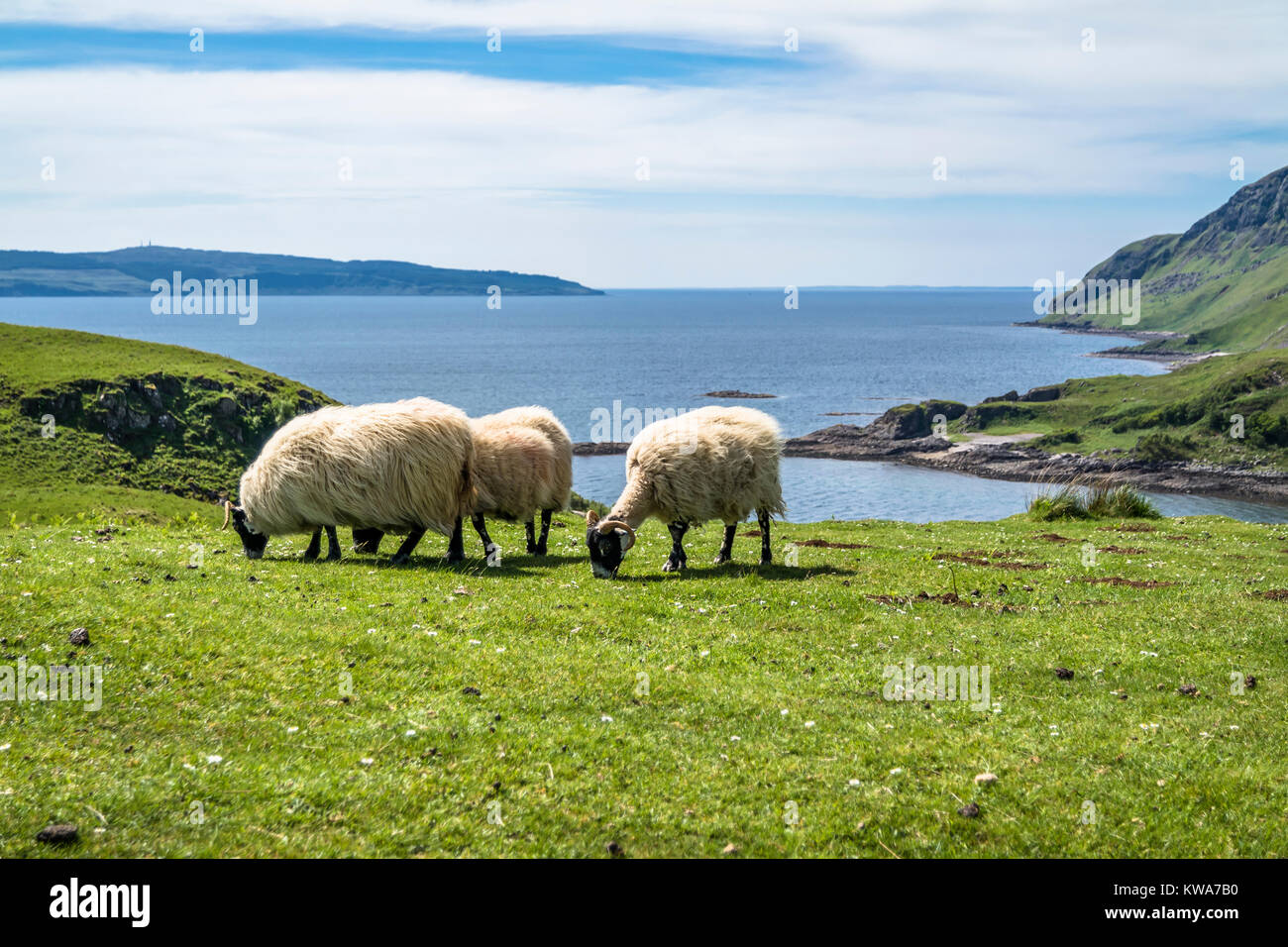 Mull scotland landscape ocean sheep hi-res stock photography and images ...