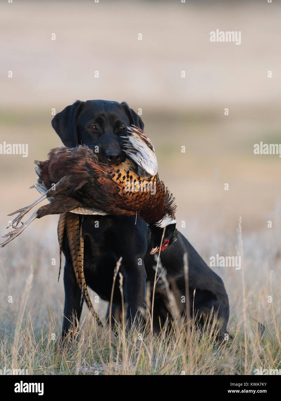 A Black Labrador Retriever with a Rooster Pheasant in South Dakota ...