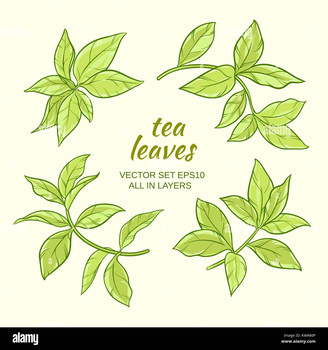 Green Tea Leaf Illustration