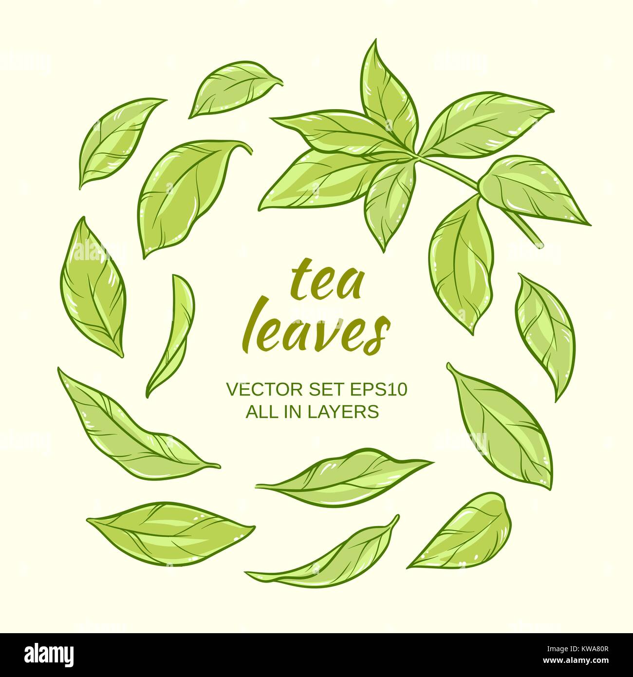 Leaf for tea Stock Vector Images - Alamy