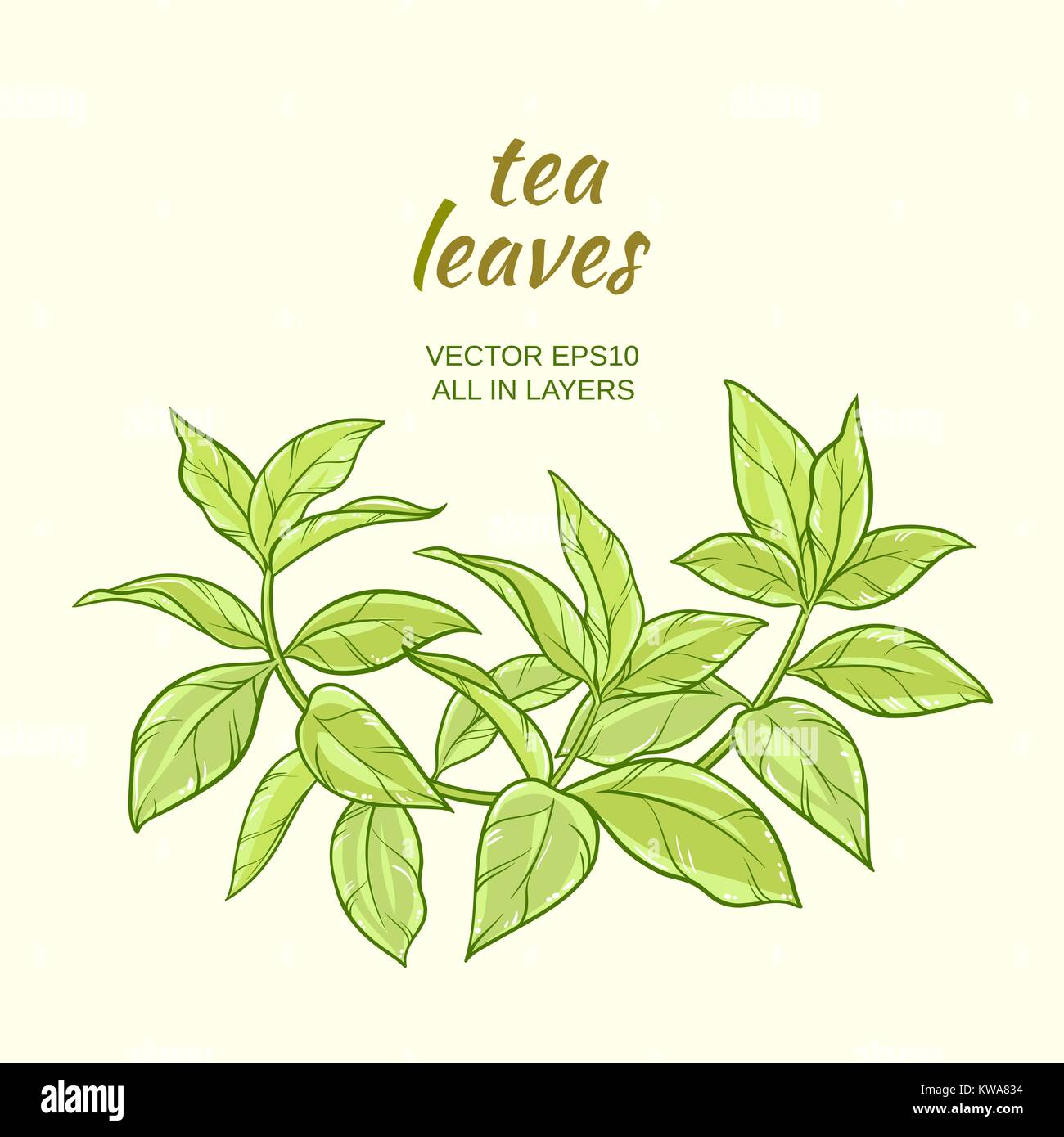 green tea leaves Stock Vector Image & Art - Alamy